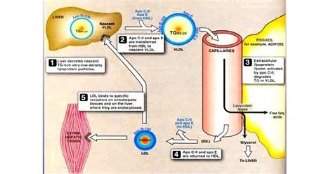 Vldl Metabolism