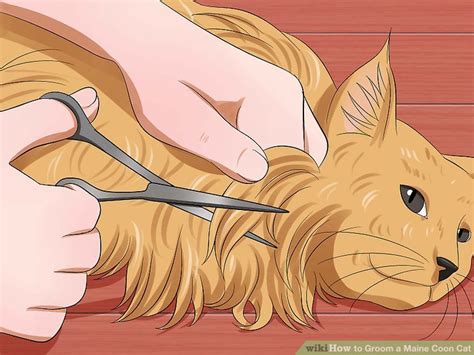 How To Groom A Maine Coon Cat With Pictures Wikihow