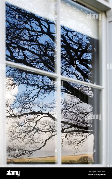 Reflection Of An Oak Tree On The Glass In A Sash Window Waitby Babe Waitby Cumbria UK