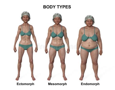 A 3d Illustration Of A Female Body Showcasing Three Different Body