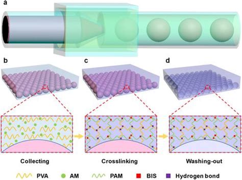 具有可控多孔结构的可拉伸导电 Janus 水凝胶，用于高性能应变传感journal Of Polymer Science X Mol