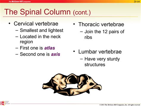 Skeletal System Ppt Skeletal System In Our Body Ppt