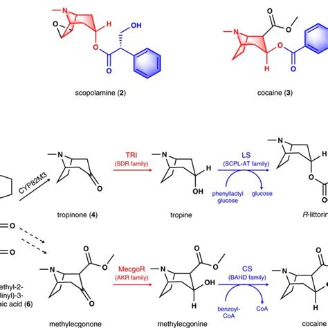 Chemical Structures And Partial Biosynthesis Steps Of Tas A Structural