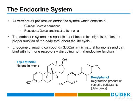 Ppt Endocrine Disrupting Compounds Powerpoint Presentation Free