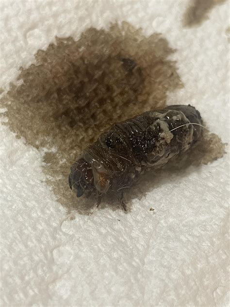 What Is This Grub Like Bug R Whatisthisbug