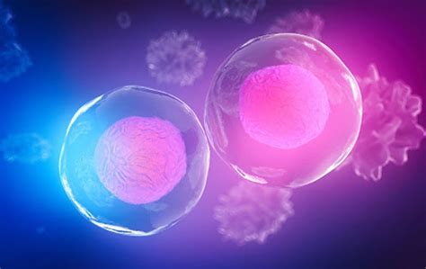 Cell Based Nab Assays What We Need To Know Bioagilytix