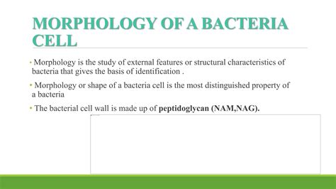 Morphology Of Bacteria Pptxpptx