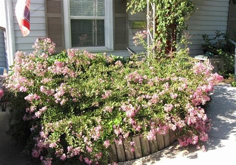 Tulsa Gentleman Dwarf Crepe Myrtle