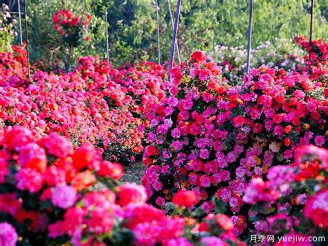 青岛月季市花文化和景观图集 月季网