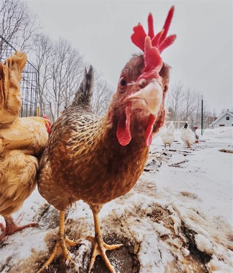 Chicken Hatcheries In Montana Chicks For Sale Birds And Eggs