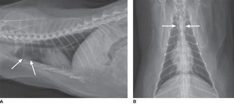 17 Mediastinum Veterian Key