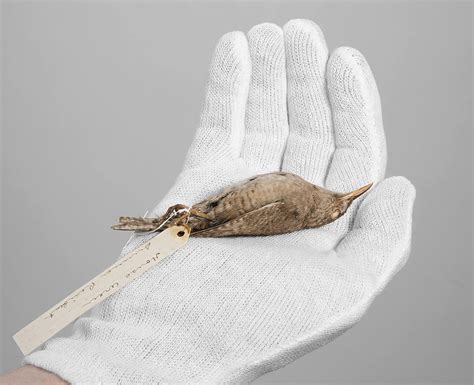 Explaining Taxonomy To A Bird