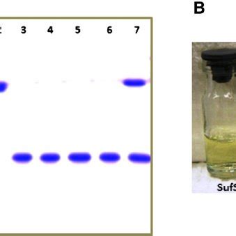 Puri Fi Cation Of SUF Proteins A Puri Fi Ed Enterococcus Faecalis