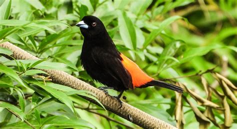 Bird Thrush Sergeant Free Photo On Pixabay Pixabay