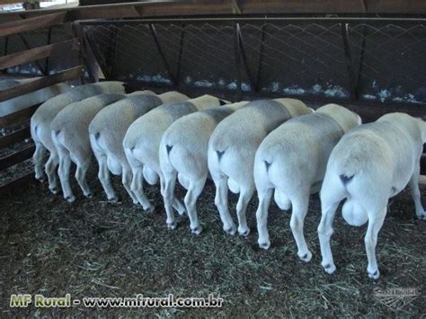 REPRODUTORES DORPER POI E WHITE DORPER POI Animais Ovinos Caprinos