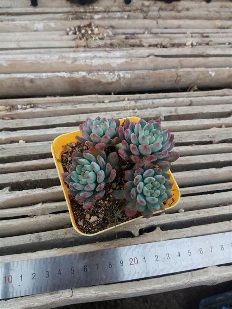 季節到了，你的多肉上色了沒？ 每日頭條