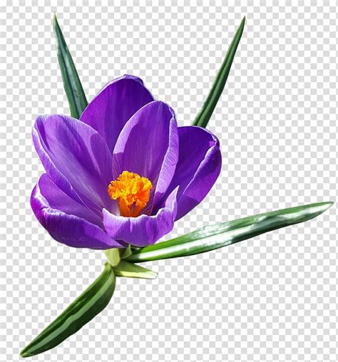 Crocus Vernus Snow Crocus Spring Flowers Transparent Background PNG