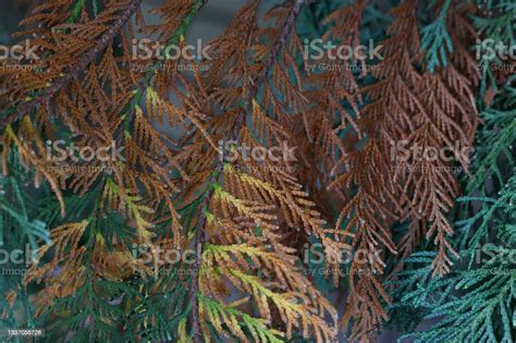 상록 나무 가지의 매크로 여러 가지 색깔의 가을 투자다채로운 배경의 배경 투자의 녹색 빨간색 노란색 젊은 분기의 클로즈업 투자 색 가지가 닫힙다 자연 배경 0명에 대한 스톡