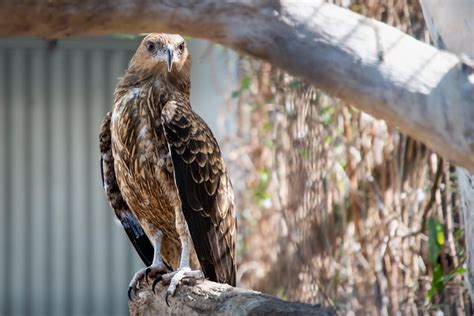 Wedge Tailed Eagle Predator Free Photo On Pixabay