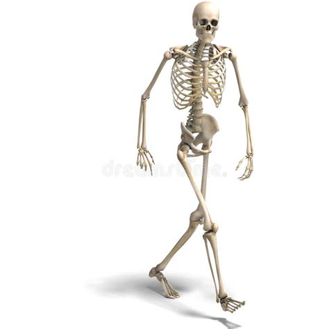 Anatomical Correct Male Skeleton Stock Illustration Illustration Of