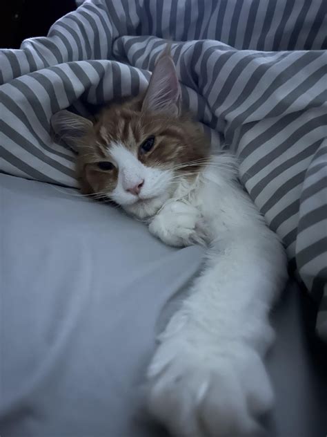 Tucked In Kitties