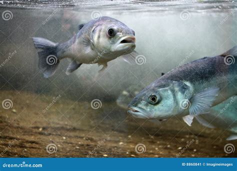 European Seabass Dicentrarchus Labrax Stock Image Image Of Pacific Buoyancy 8860841