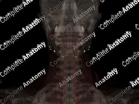 Submandibular Nodes Complete Anatomy