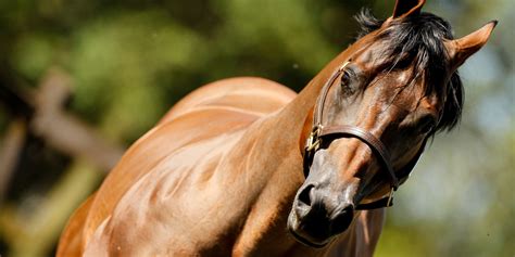 American Quarter Horse Association Linkedin