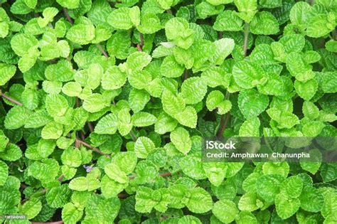 정원 상단보기 자연 배경에 녹색 민트 또는 멜리사 Officinalis 텍스처 식물 0명에 대한 스톡 사진 및 기타 이미지