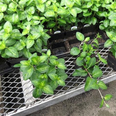 Vinca Vine Maculata Rcop