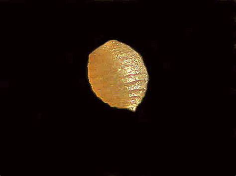 Micro Mini Fossils
