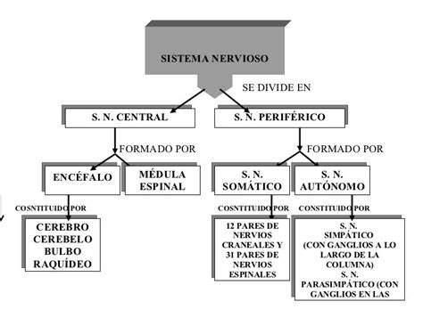 Sistema Nervioso Sistema Nervioso Central Sinoptico