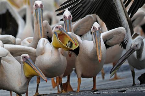 Can You Eat Pelicans Richmond Fontaine