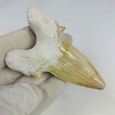 Shark Tooth Fossil 3 14 Rare Otodus Obliquus Mega Teeth Fossilpaleo
