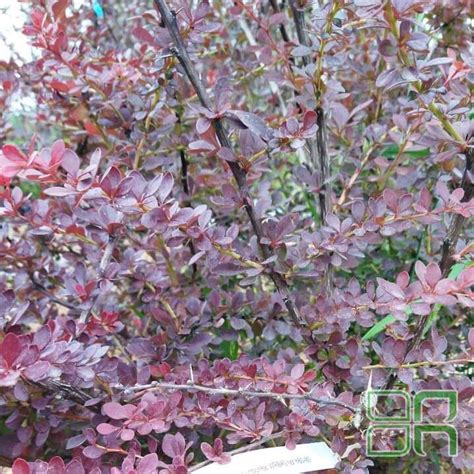 Барбарис Тунберга "Атропурпуреа" / Berberis thunbergii "Atropurpurea"
