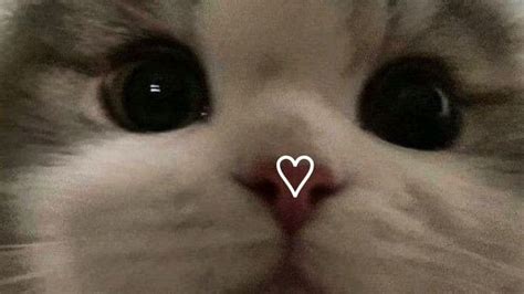 Hatidža Hati11 Profile Pinterest