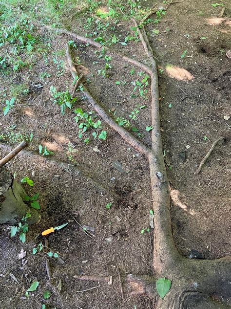 Dont All Plants Inherently Have Geotropism Why Would These Roots Grow Like That R Ecology