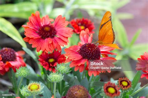 밝은 오렌지색 Dryas Julia 나비가 봄철 사막 정원에서 피는 붉은 원뿔 꽃 꼭대기에서 열린 날개를 따뜻하게합니다 0명에