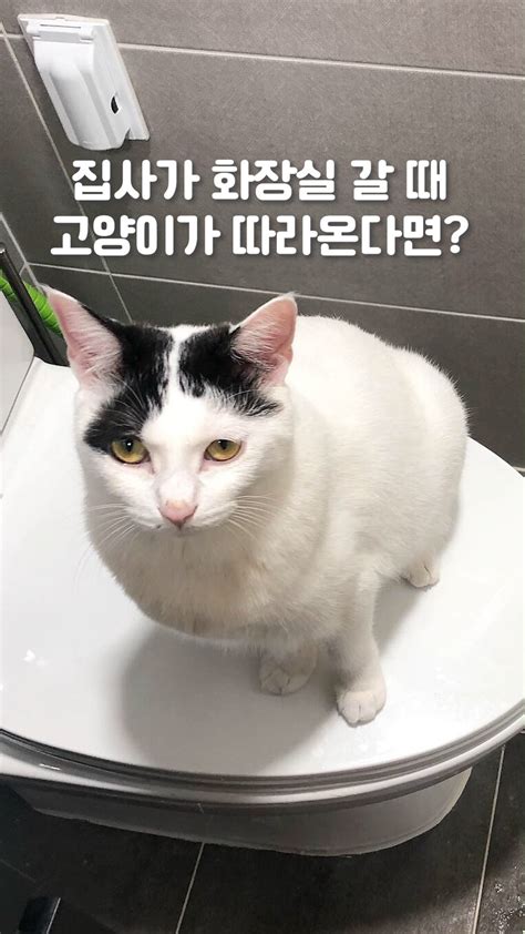 미야옹철의 냥냥펀치 고양이가 화장실에서 우는 충격적인 이유 수의사 반려묘 Cat 고양이그램 고양이 미야옹철