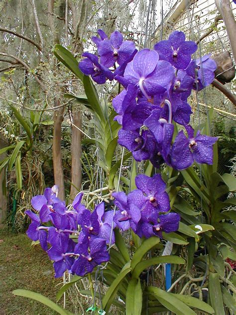 Growing Vanda Orchid Learn About The Care Of Vanda Orchids Artofit