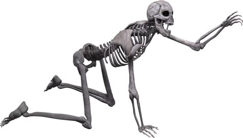 Full Body Skeleton Png Picture Laughing Skeleton Png Clip Art Library