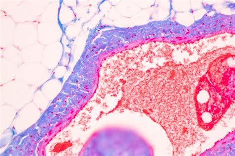 Human Nervous System Under The Microscope In Lab Stock Image Image
