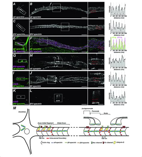 Spatial Arrangements Of Spectrin Based Cytoskeletons In The Axon Download Scientific Diagram