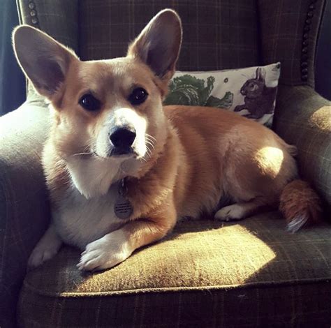 Encantadores Cachorros Pembroke Welsh Corgi Mercado Libre