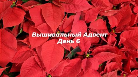 Vlogmas 6 Вышивальный Адвент день 6 Вышивка крестиком Youtube