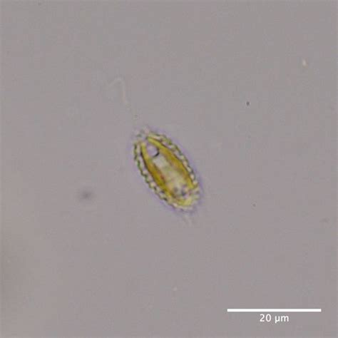 17 Best Images About Algae On Pinterest Seaweed Green Algae And Botany