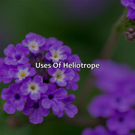 What Color Is Heliotrope What Color Is Heliotrope