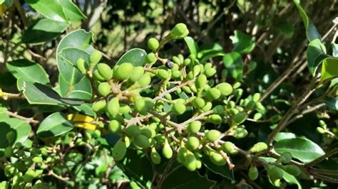 광나무 열매 여정자 광나무 팔도건강식품 네이버 블로그