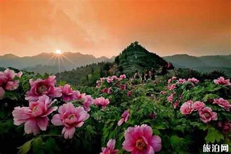 重庆垫江牡丹樱花世界门票多少什么时候开放旅泊网