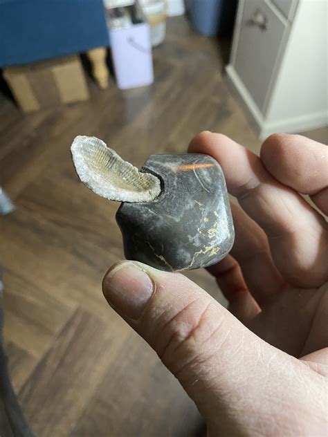 Another Brachiopod For Id Fossil Id The Fossil Forum